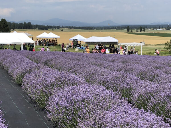 Lavender Festival Tickets - Evening Light Lavender